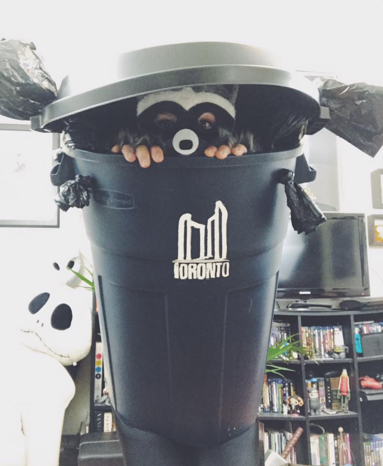 Toronto Trash Panda Raccoon Costume: Halloween 2019